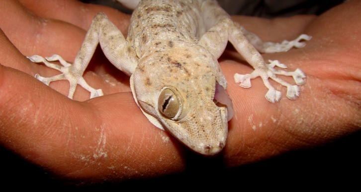 How To Catch A Lizard | Lawrence Ball │ Conservation Science