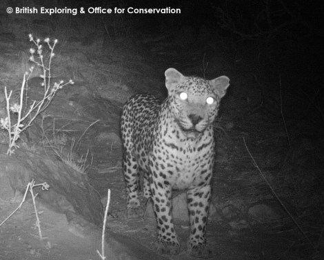2013 Arabian Leopard Camera Trap Photos | Lawrence Ball │ Conservation ...